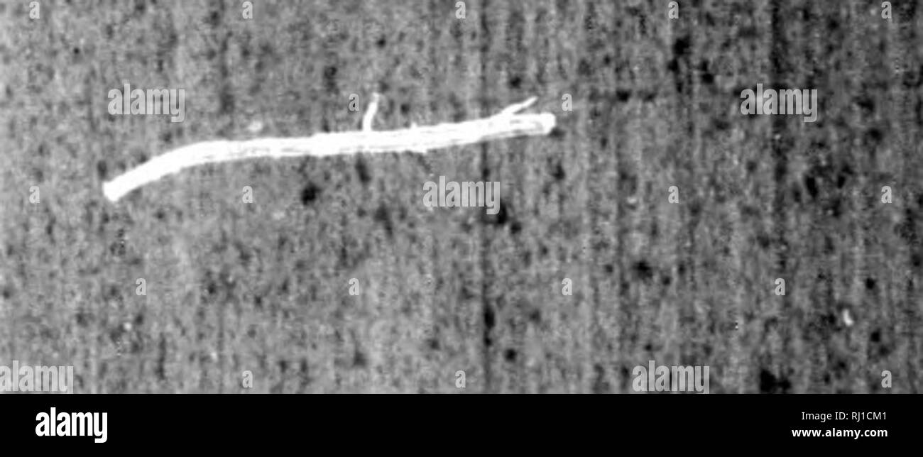 Developed gill rakers hi-res stock photography and images - Alamy