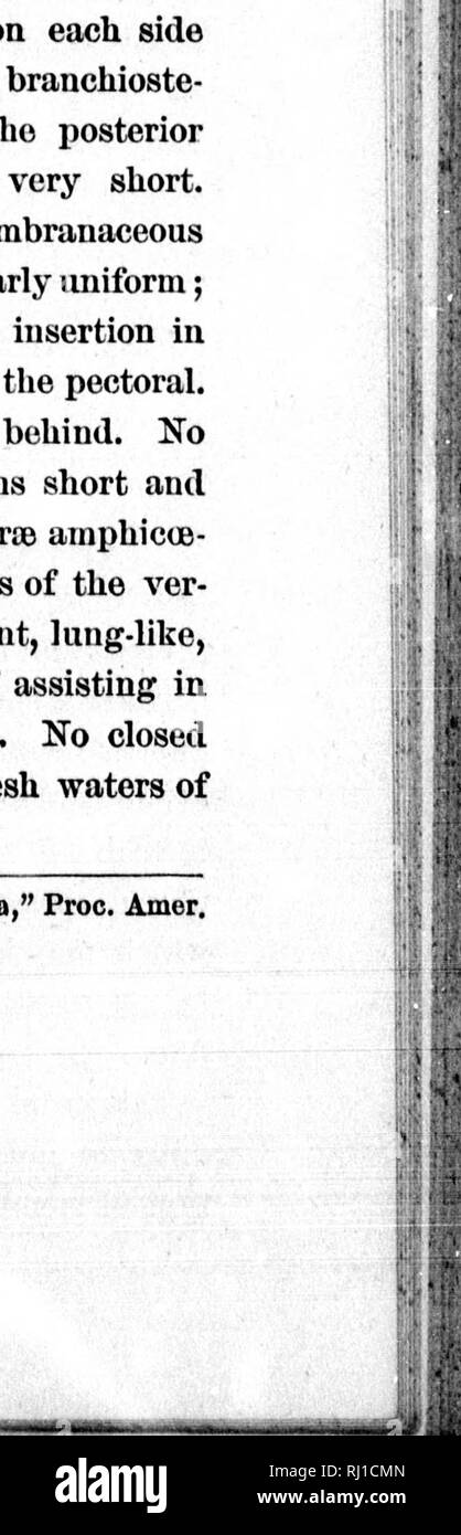 U shaped rounded snout hi-res stock photography and images - Alamy
