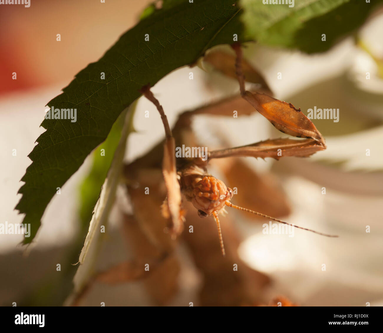 Spiny leaf insect extatosoma tiaratum hi-res stock photography and ...