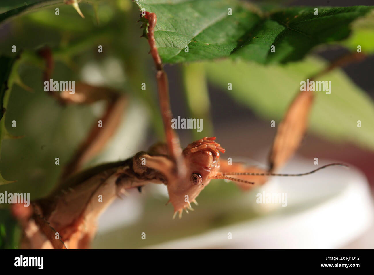 Female Giant Australian Prickly Stick Insect extatosoma tiaratum eating ...