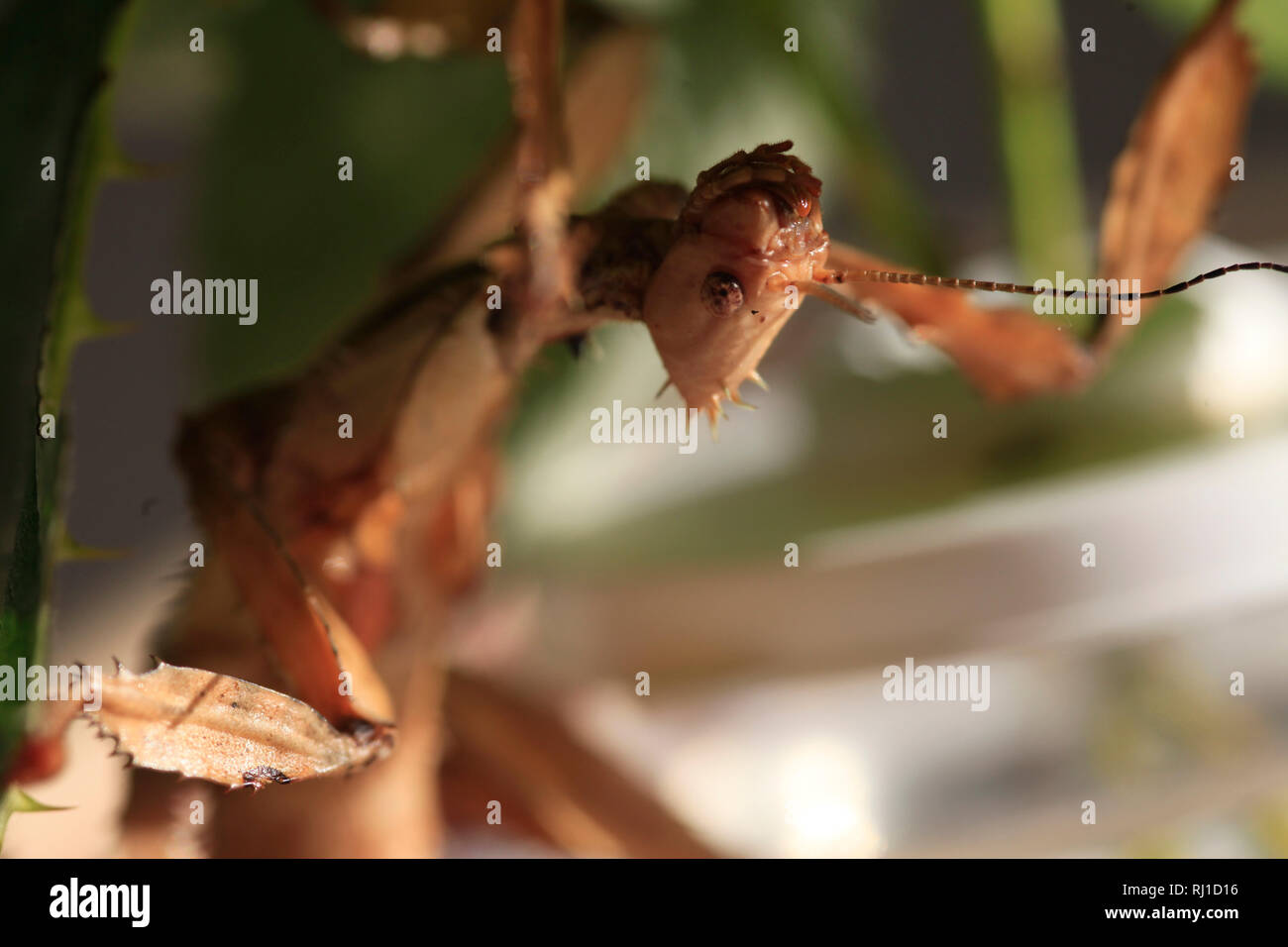 Female Giant Australian Prickly Stick Insect extatosoma tiaratum eating ...