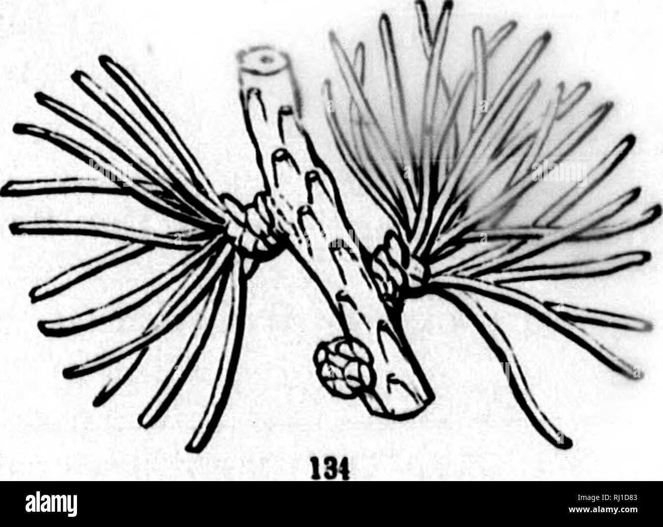 Onion scale leaf hi-res stock photography and images - Alamy