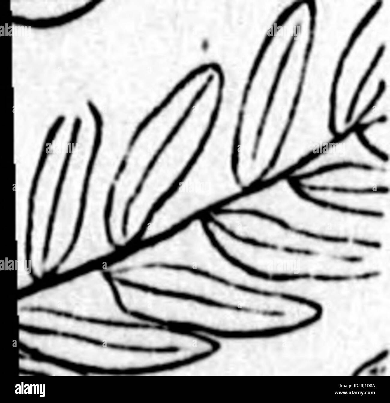 . How plants grow [microform] : a simple introduction to structural ...