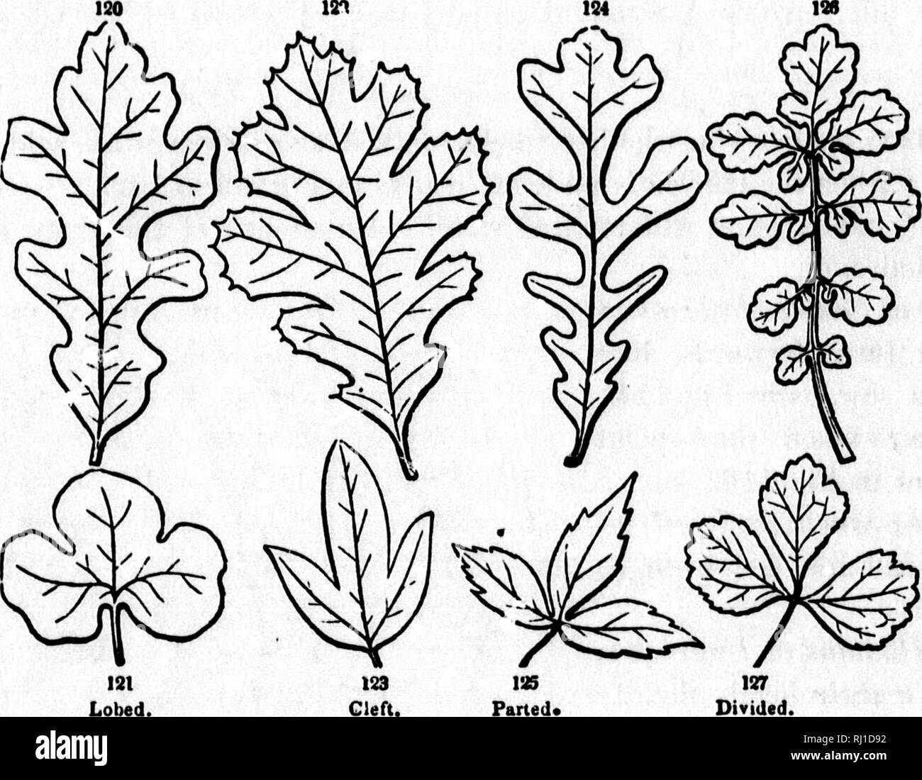 . How plants grow [microform] : a simple introduction to structural ...