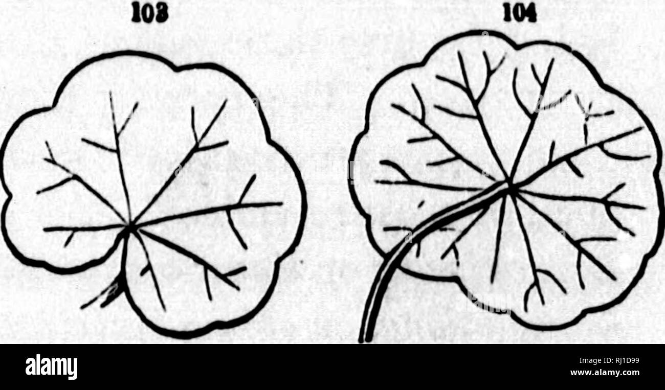 Pelta shield Black and White Stock Photos & Images - Alamy