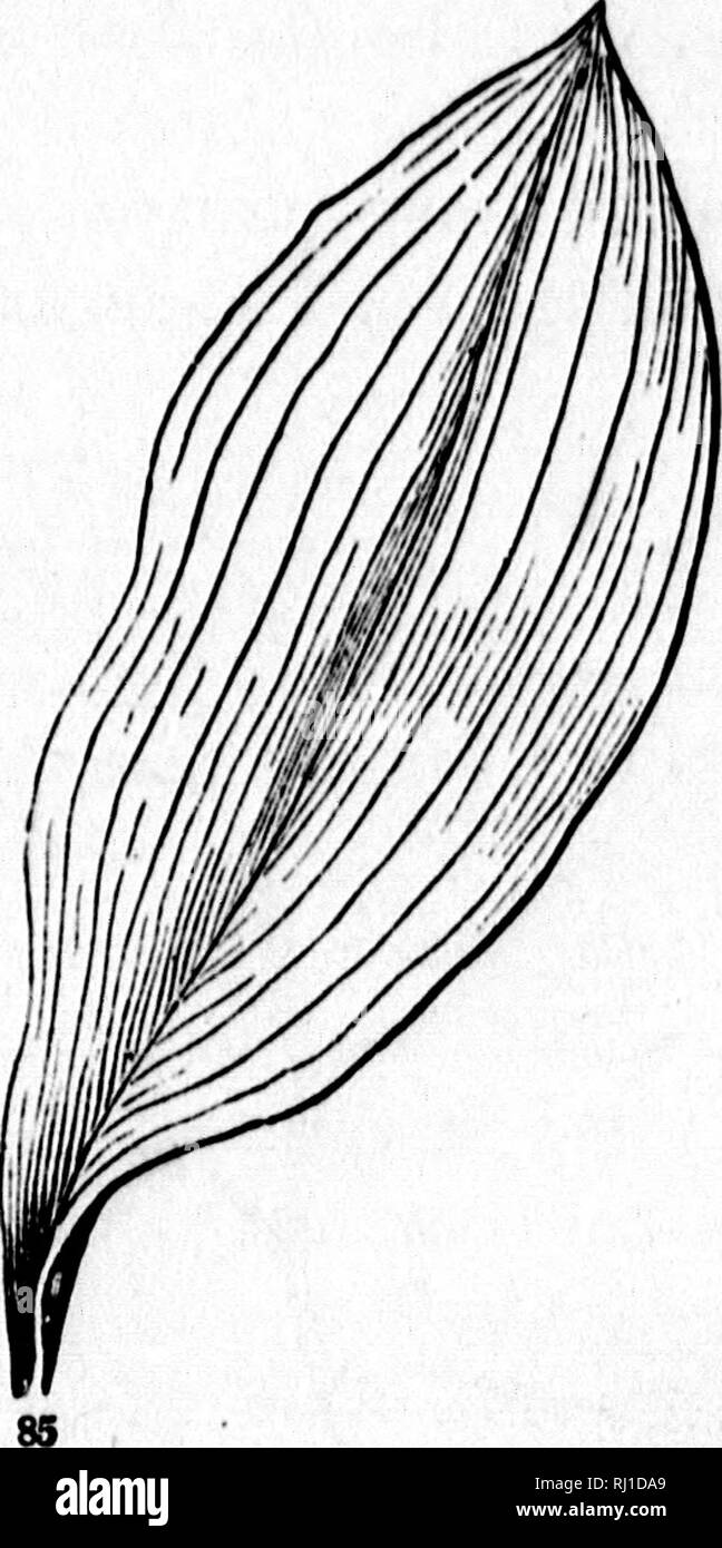 Parallel leaf veins Black and White Stock Photos & Images - Alamy