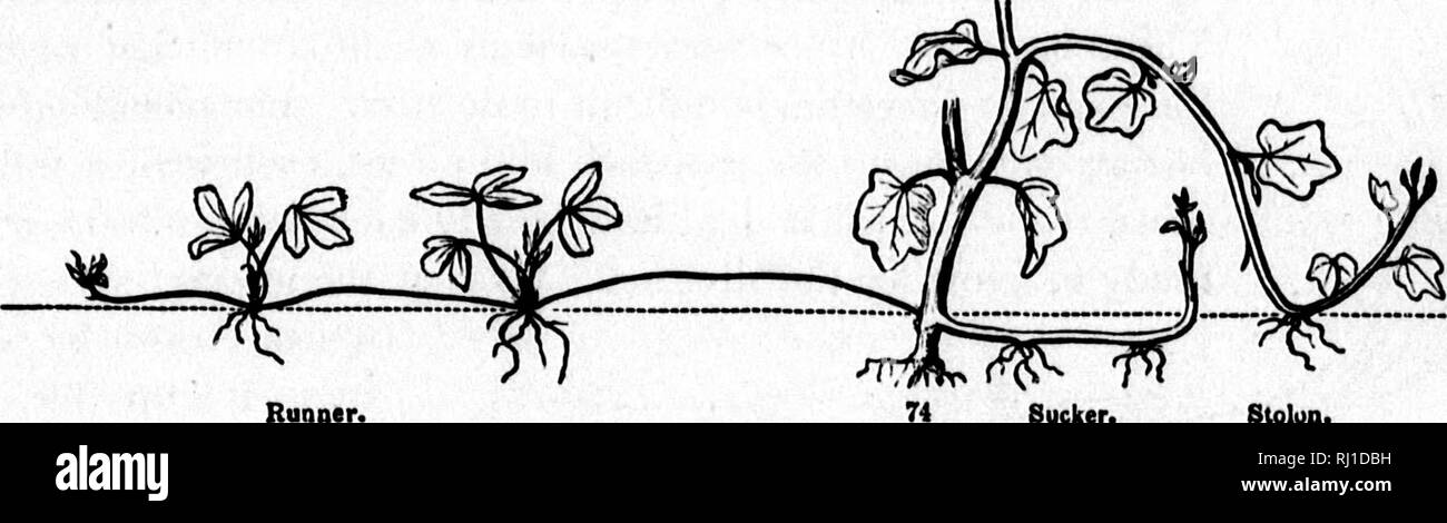 Gardener bending over Black and White Stock Photos & Images - Alamy