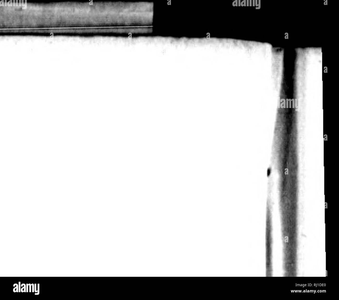 Ophites hi-res stock photography and images - Alamy