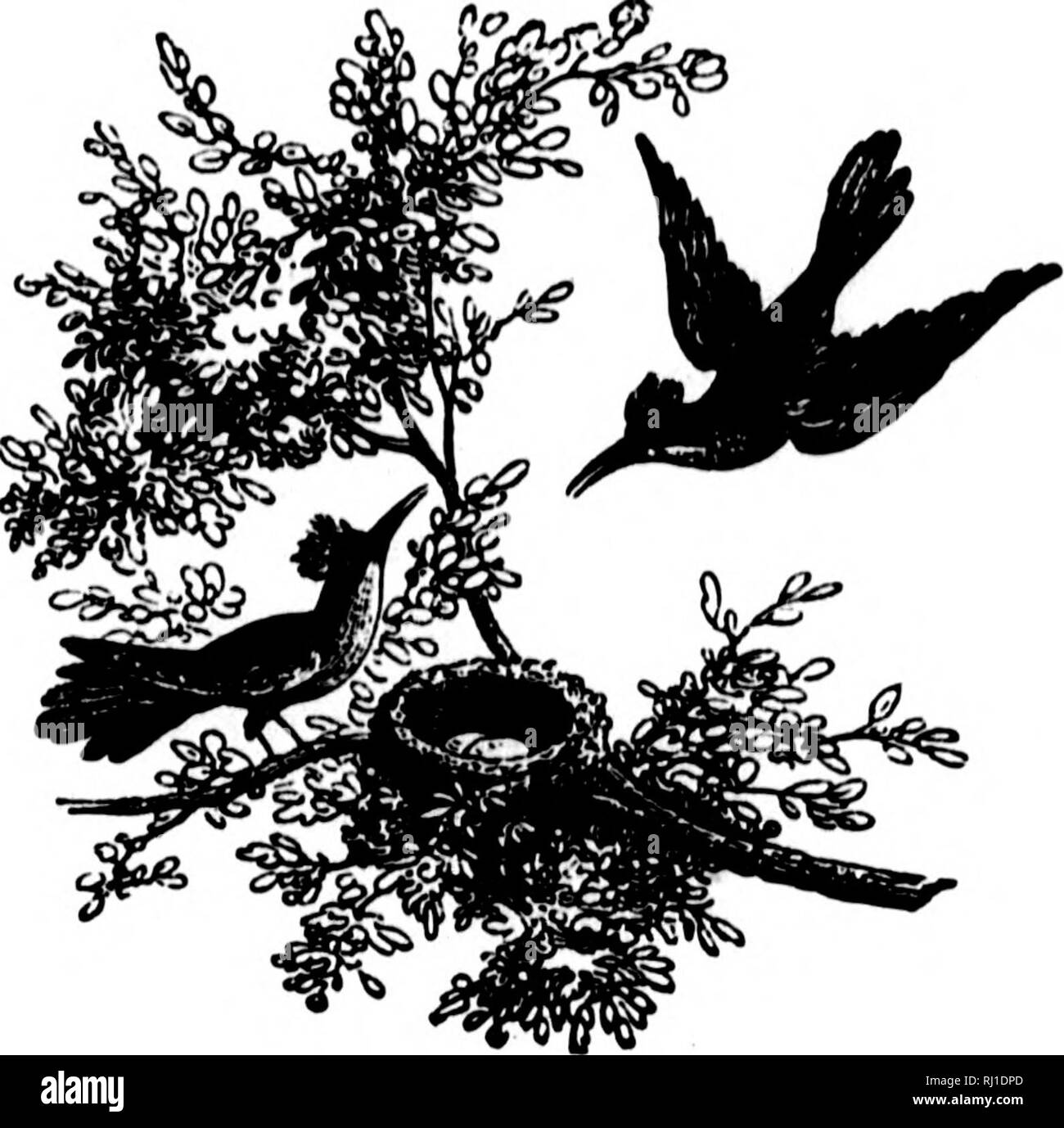 . The Settler and sportsman in Anticosti [microform]. Fishing; Hunting ...