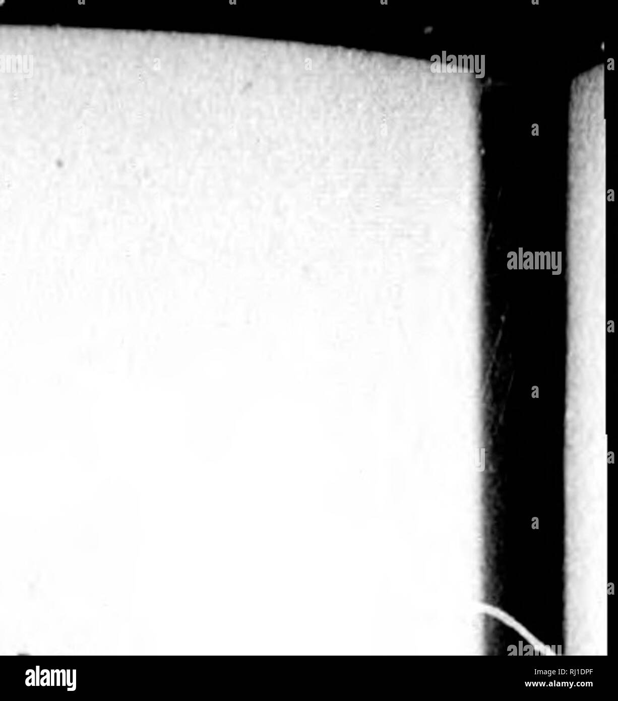 Alexander wilson bird Black and White Stock Photos & Images - Alamy