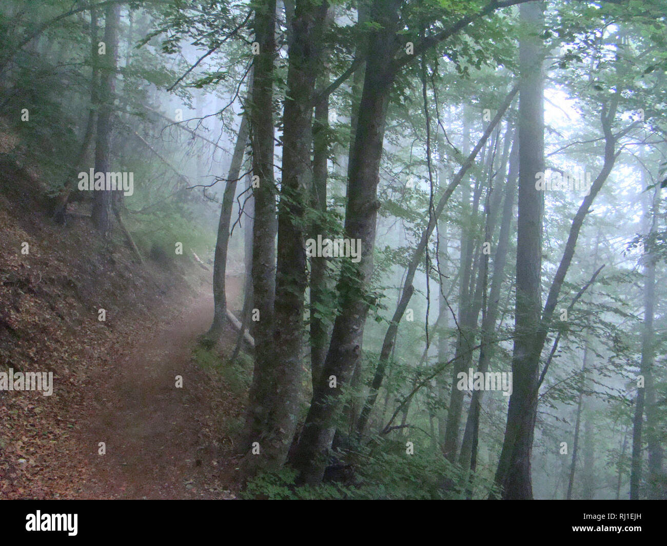 Beech forests in Olympus national park (northeastern Greece), one of ...