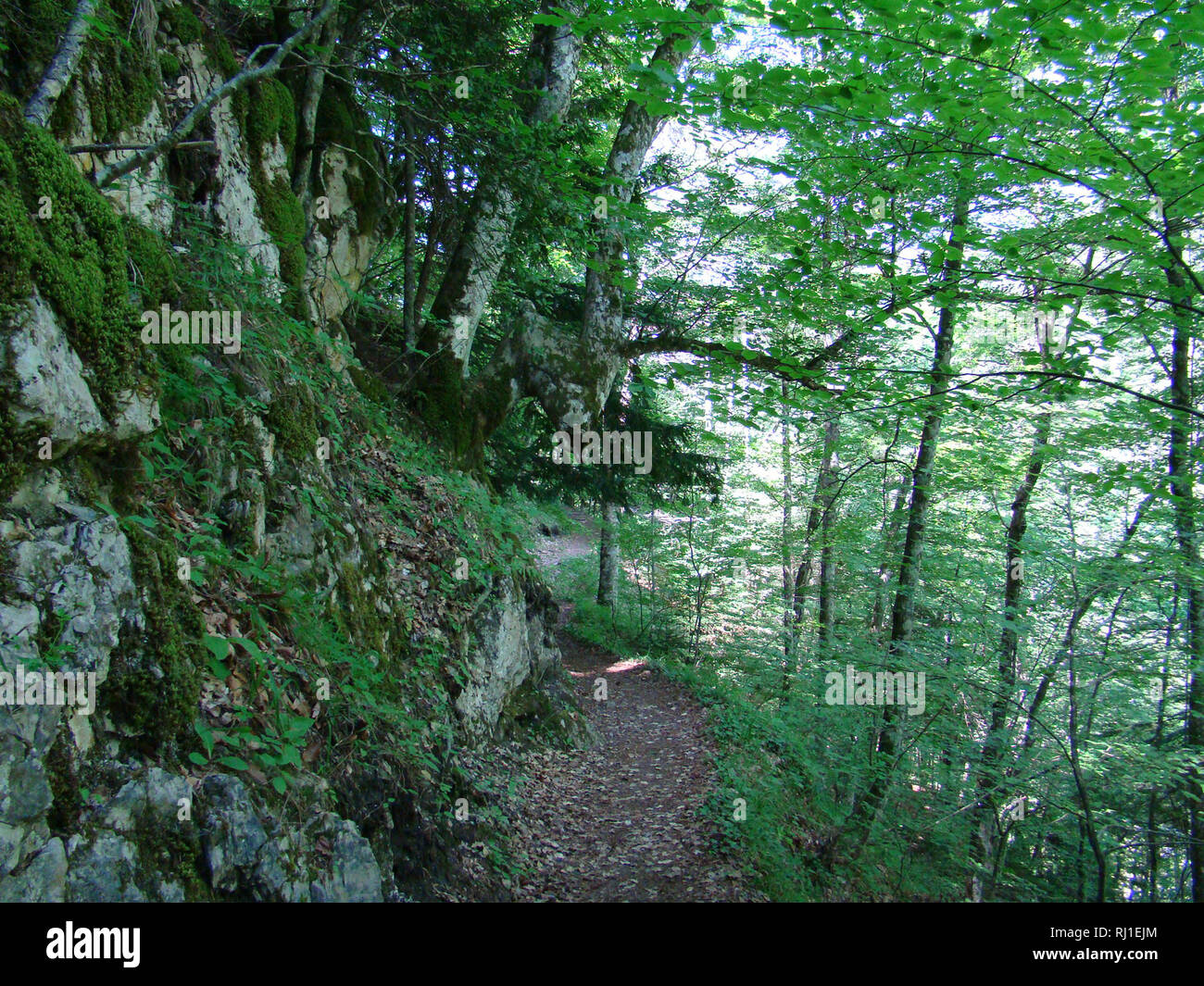 Beech forests in Olympus national park (northeastern Greece), one of ...