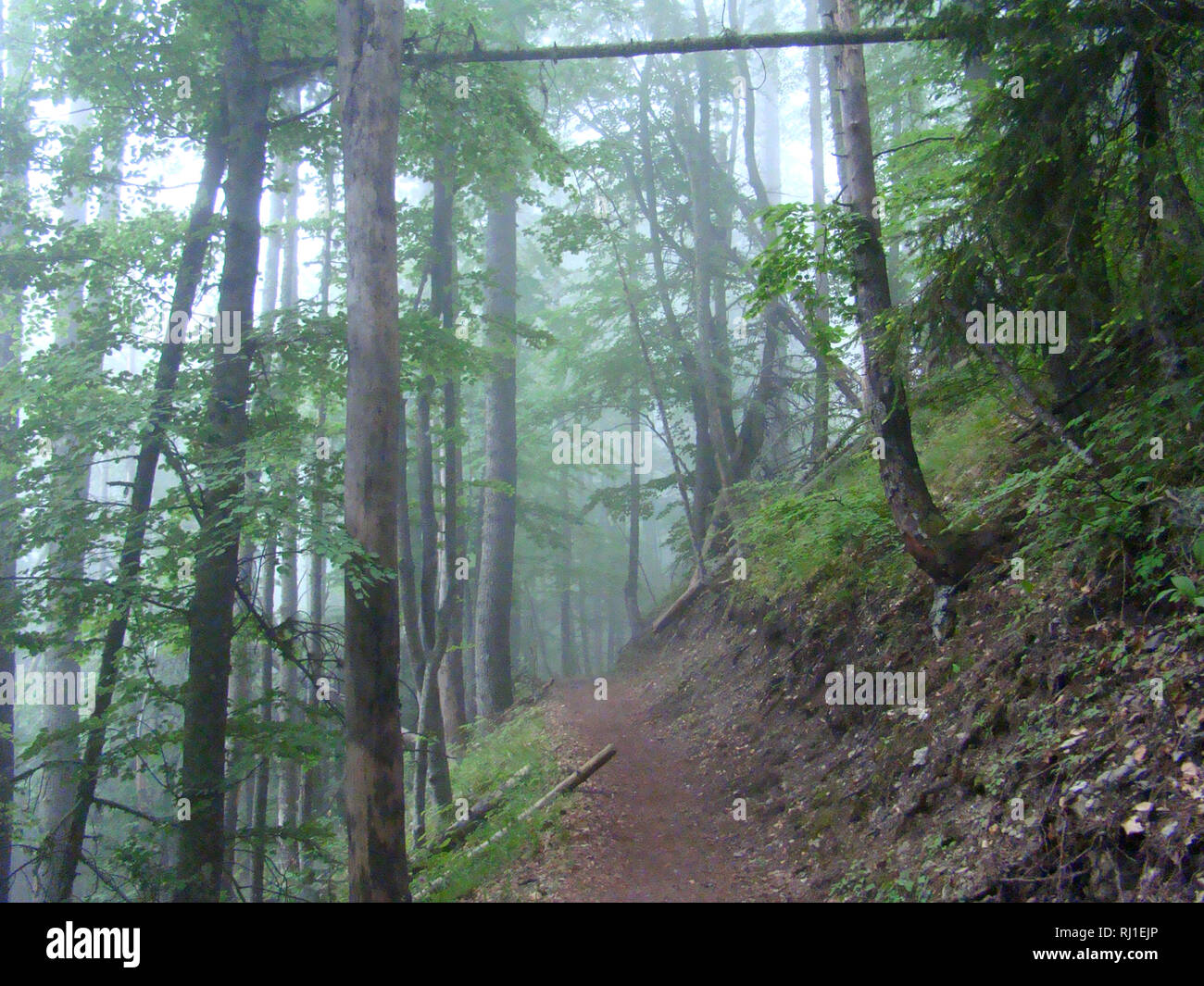 Balkan mixed forests hi-res stock photography and images - Alamy