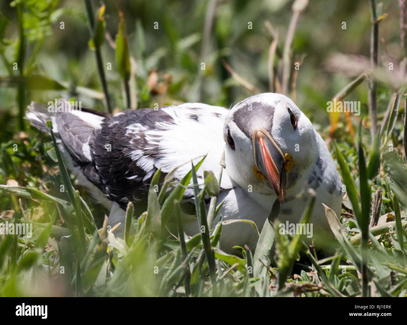 White puffin hi-res stock photography and images - Alamy