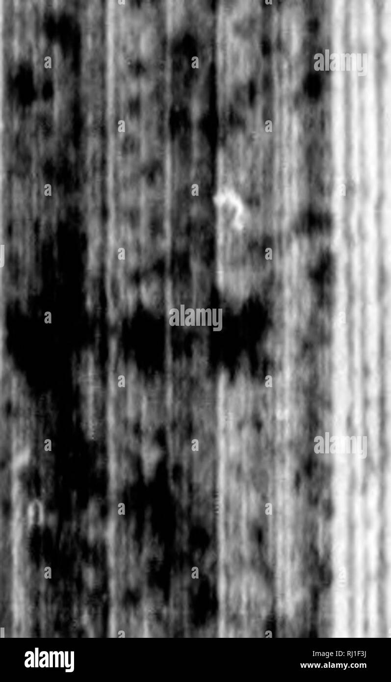 Oceaan vogel hi-res stock photography and images - Alamy