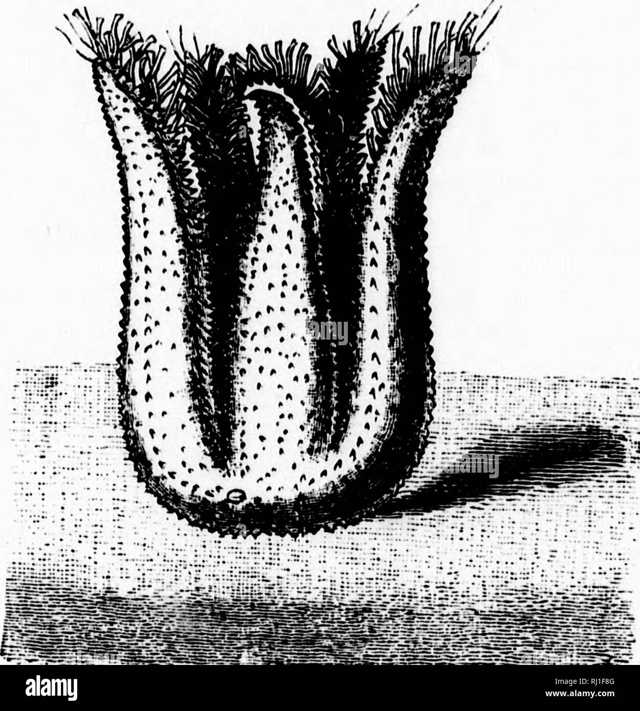 Primitive tank hi-res stock photography and images - Alamy