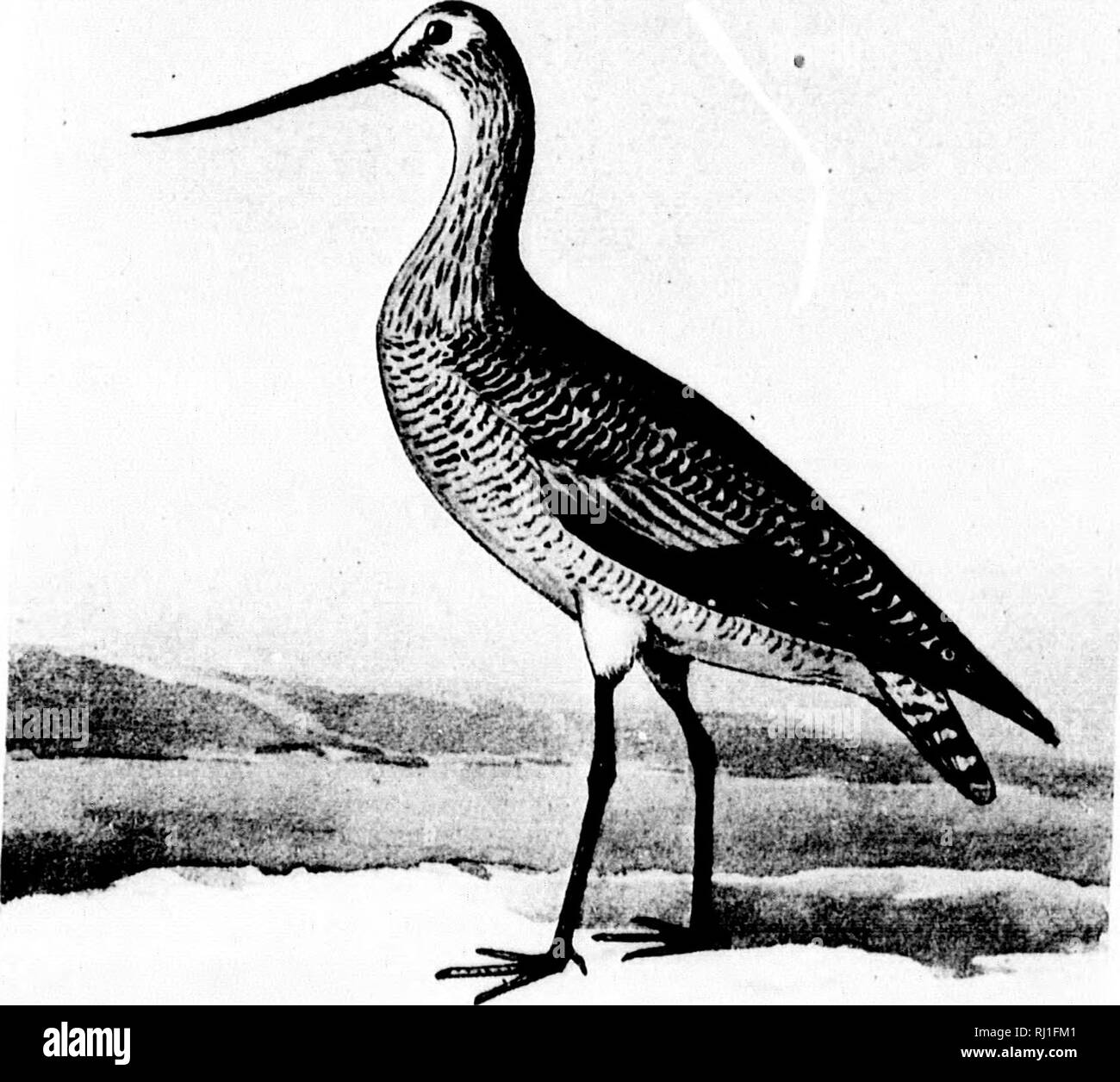 . How to know the shore birds (Limicolae) of North America (south of ...