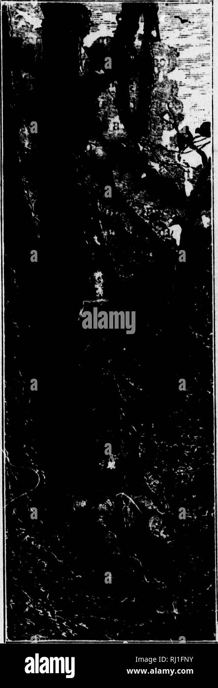 Lumbering gait hi-res stock photography and images - Alamy