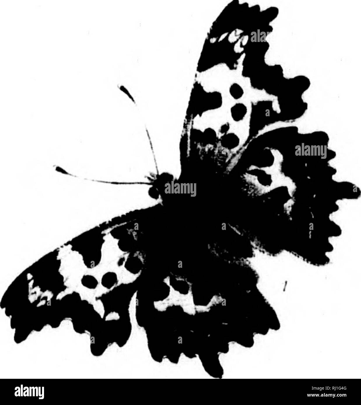 Lepidopteres Black and White Stock Photos & Images - Alamy