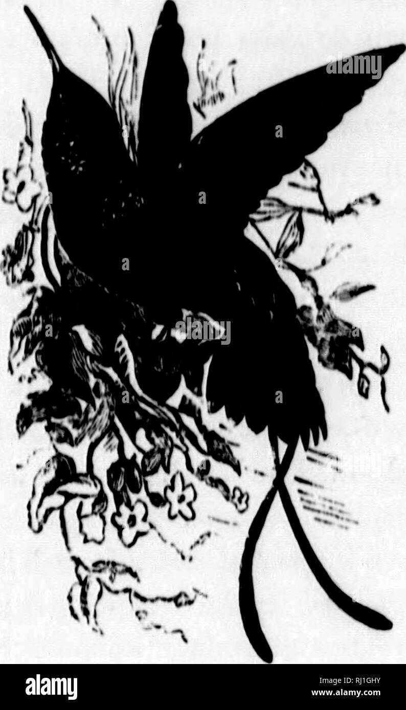 Hyoid bone monkey hi-res stock photography and images - Alamy