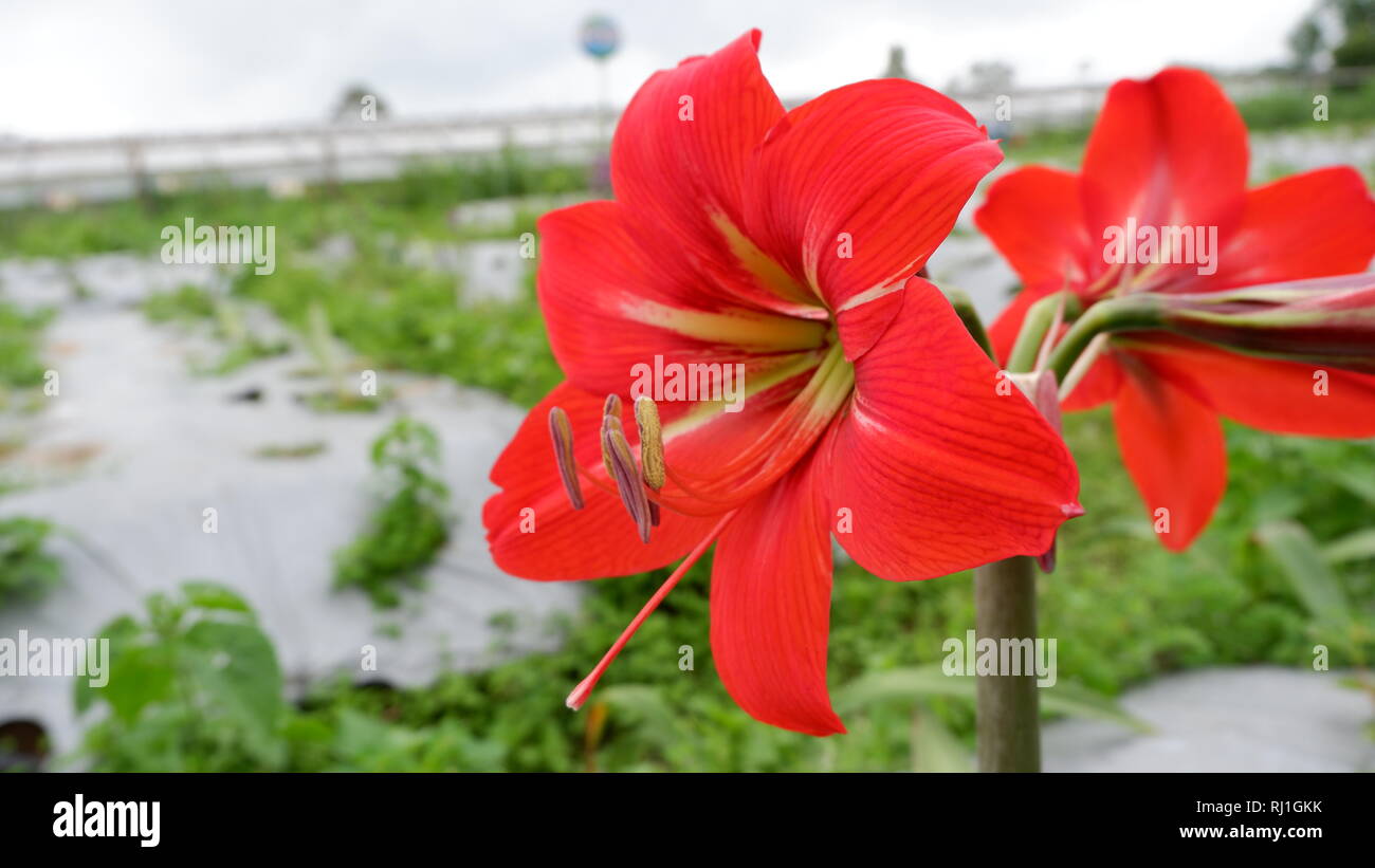 Maroon vector design hi-res stock photography and images - Alamy