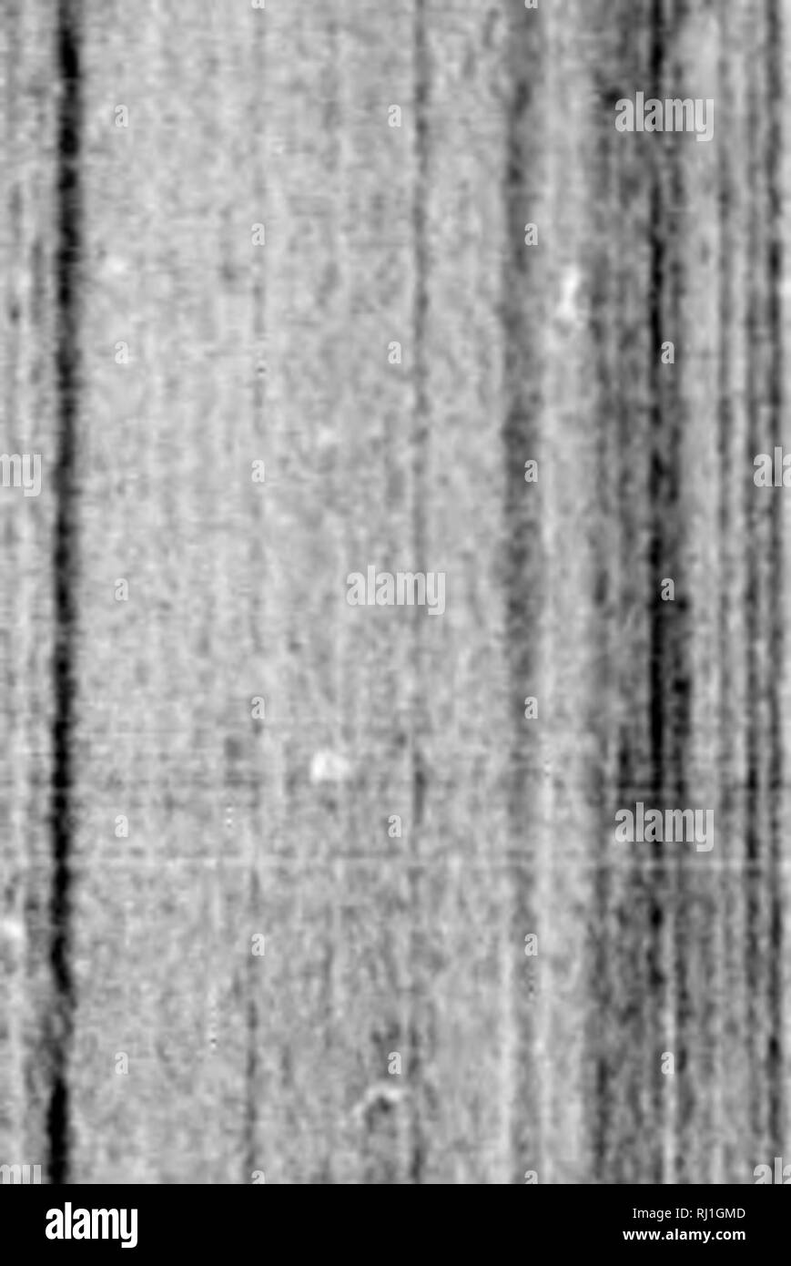 Fourmi blanche hi-res stock photography and images - Alamy