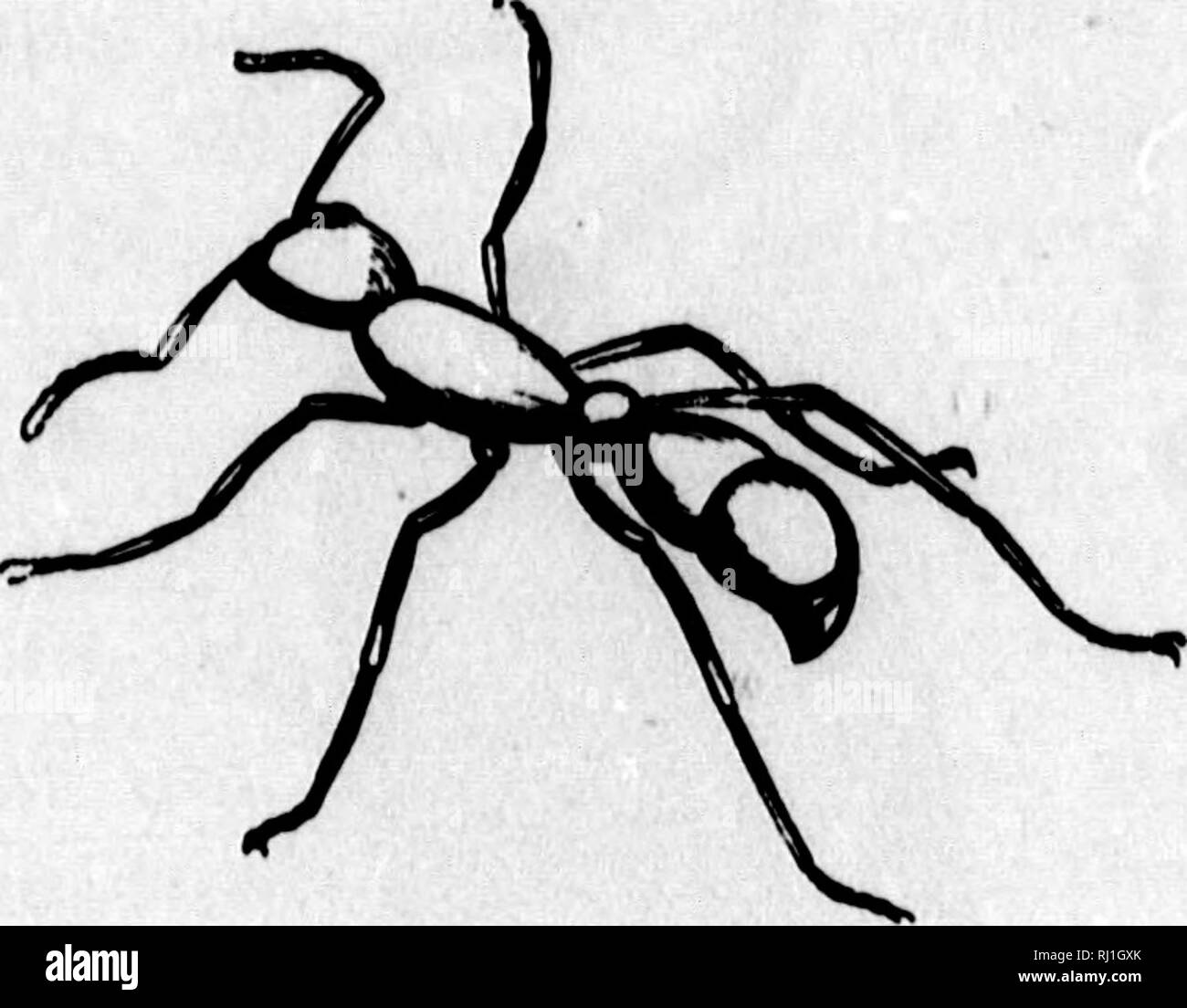 Writhing snake Black and White Stock Photos & Images - Alamy