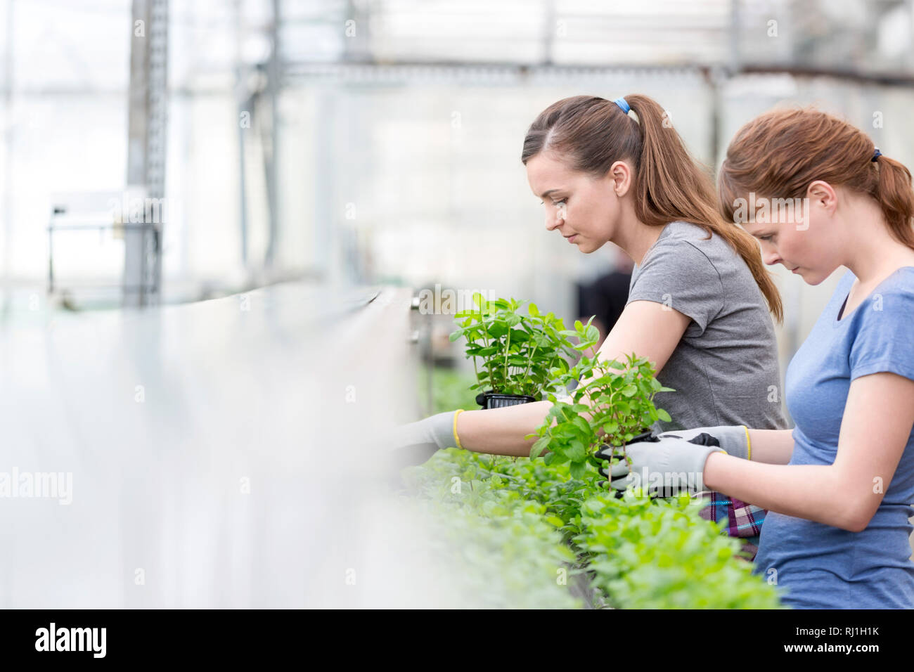 Side view of female botanists examining herb seedlings in plant nursery ...