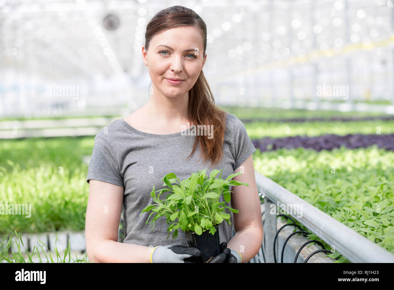 Portrait of beautiful female botanist holding seedling in plant nursery ...