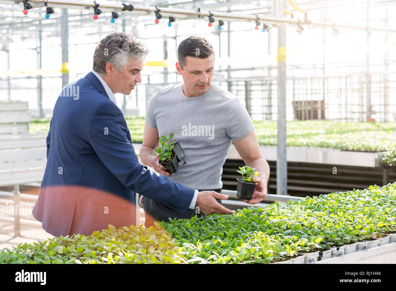 Greenhouse owner discussing over herb seedlings with botanist in plant ...