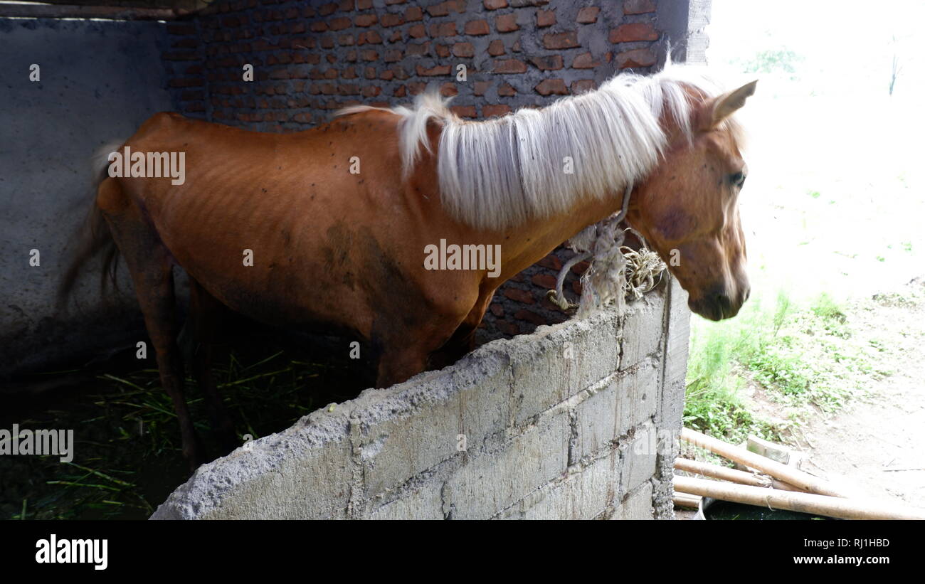 a horse in a cage Stock Photo - Alamy