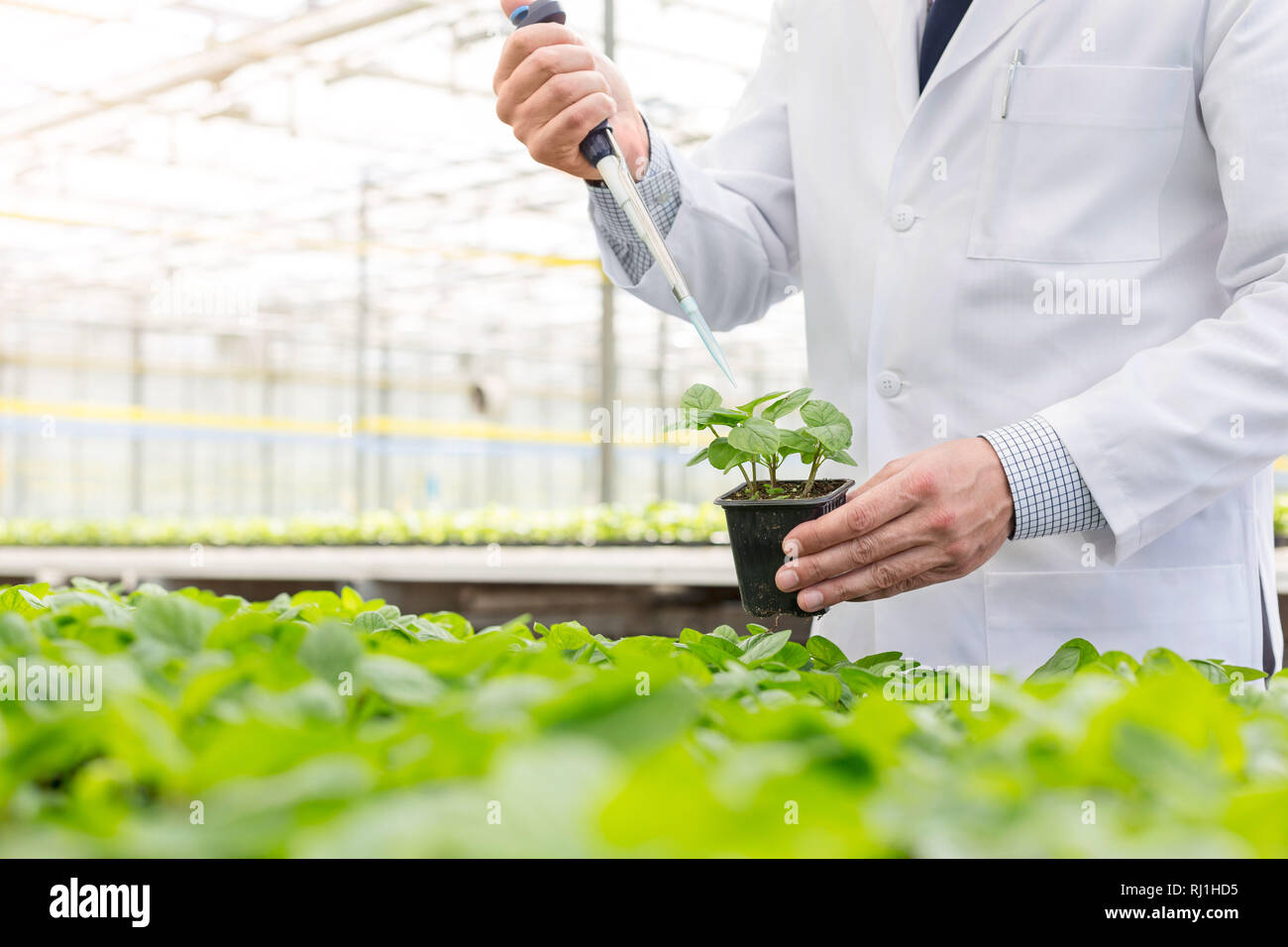 Midsection of male biochemist using pipette on seedling in plant ...
