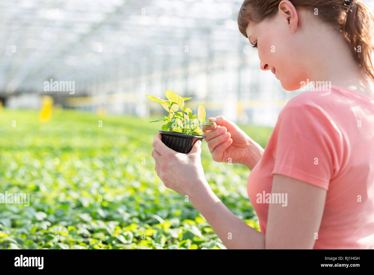 Young female botanist examining herb in plant nursery Stock Photo - Alamy