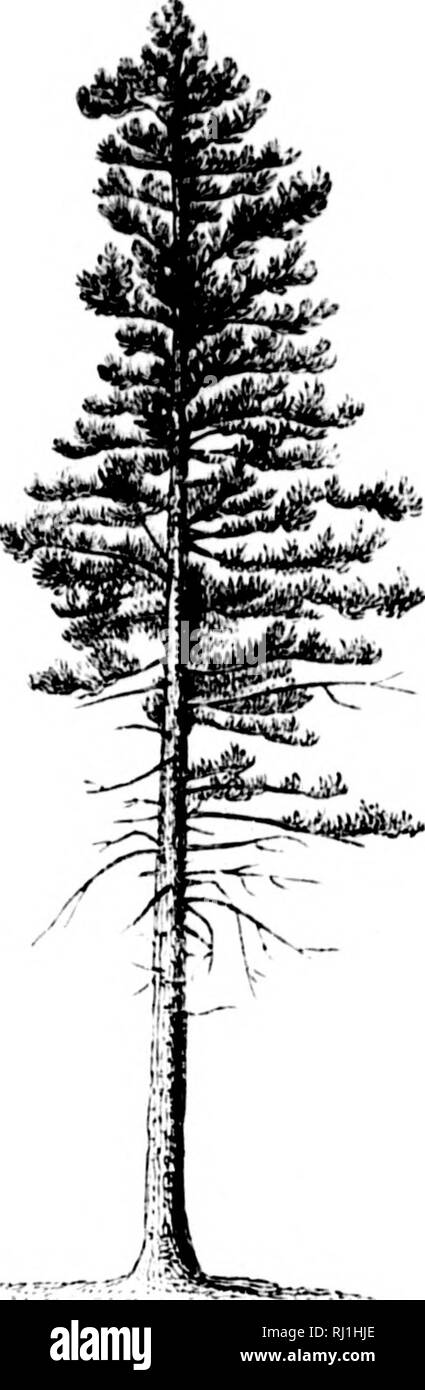 Western Hemlock Tree Tattoo
