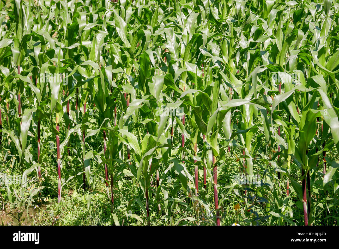 green field of corn growing up in farm Stock Photo - Alamy