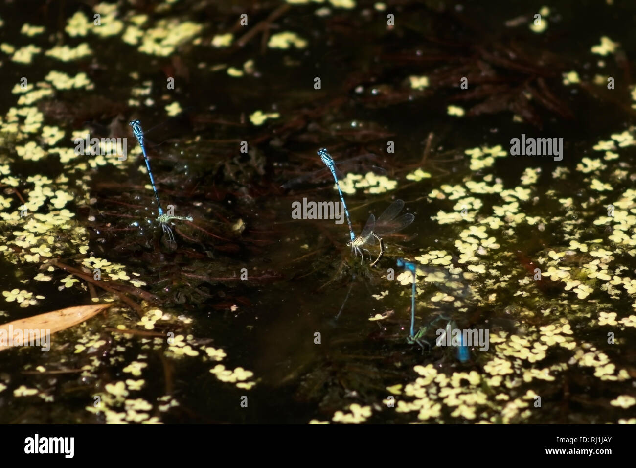 Common blue damselflies mating on a pond Stock Photo - Alamy
