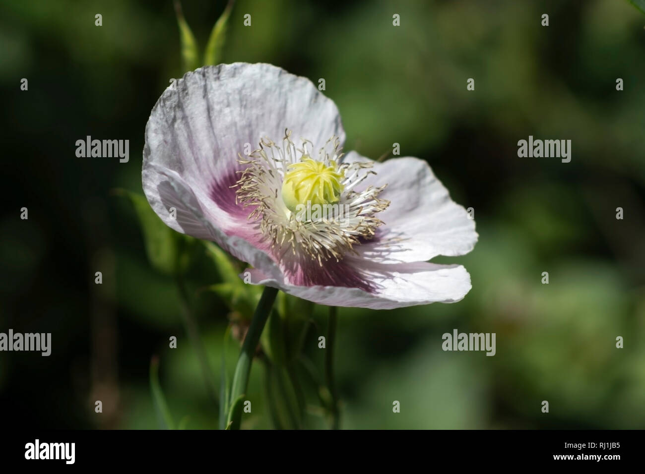 Large petal flowers hi-res stock photography and images - Alamy