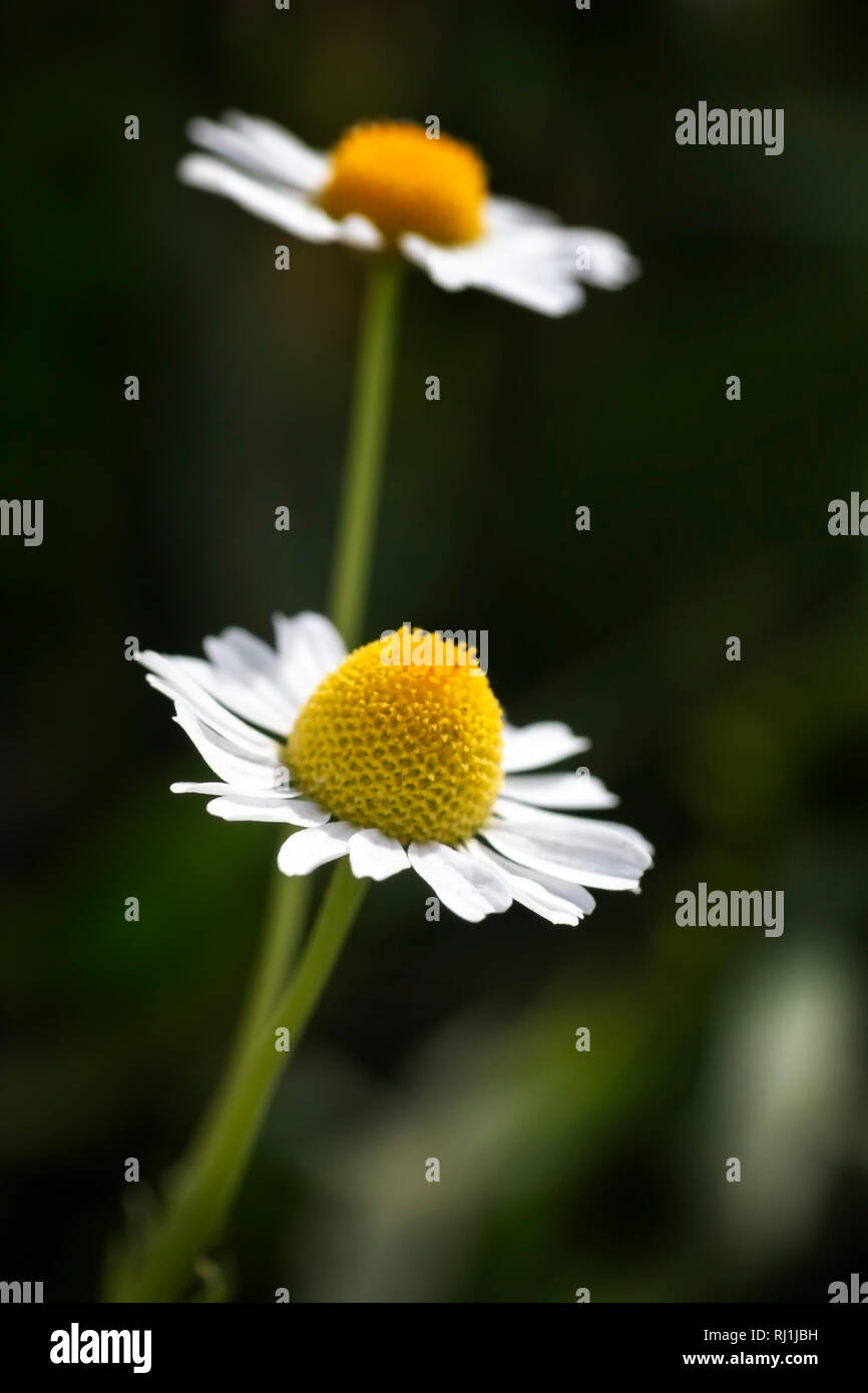 Two open blooms hi-res stock photography and images - Alamy