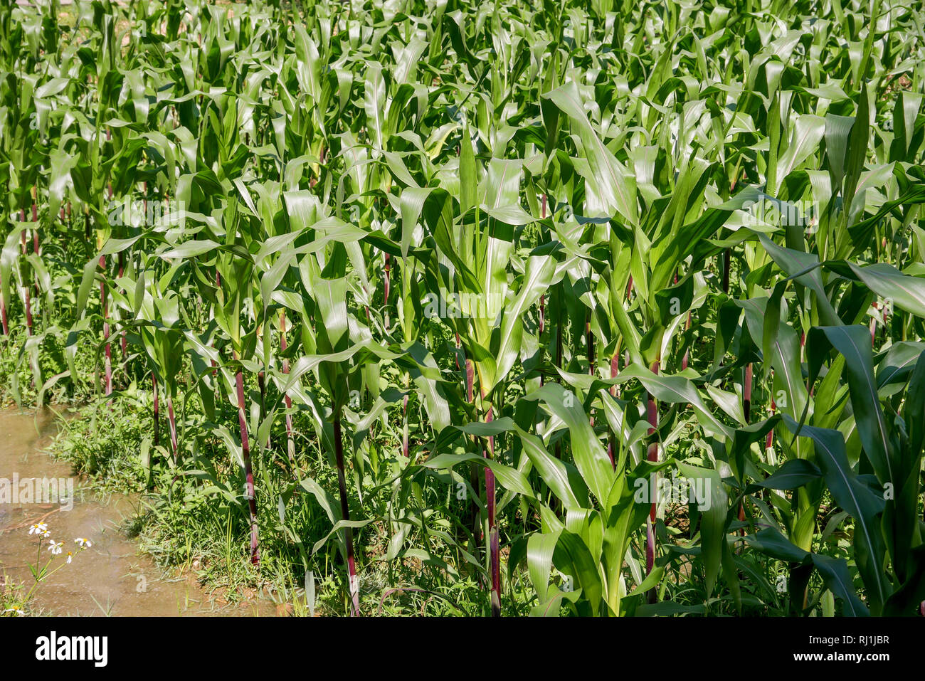 green field of corn growing up in farm Stock Photo - Alamy