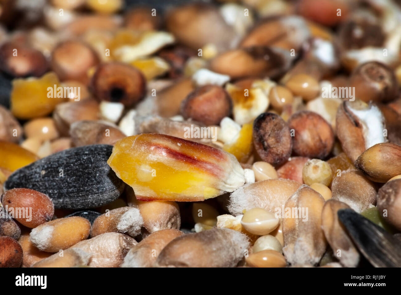 Mixed seeds edible hi-res stock photography and images - Alamy