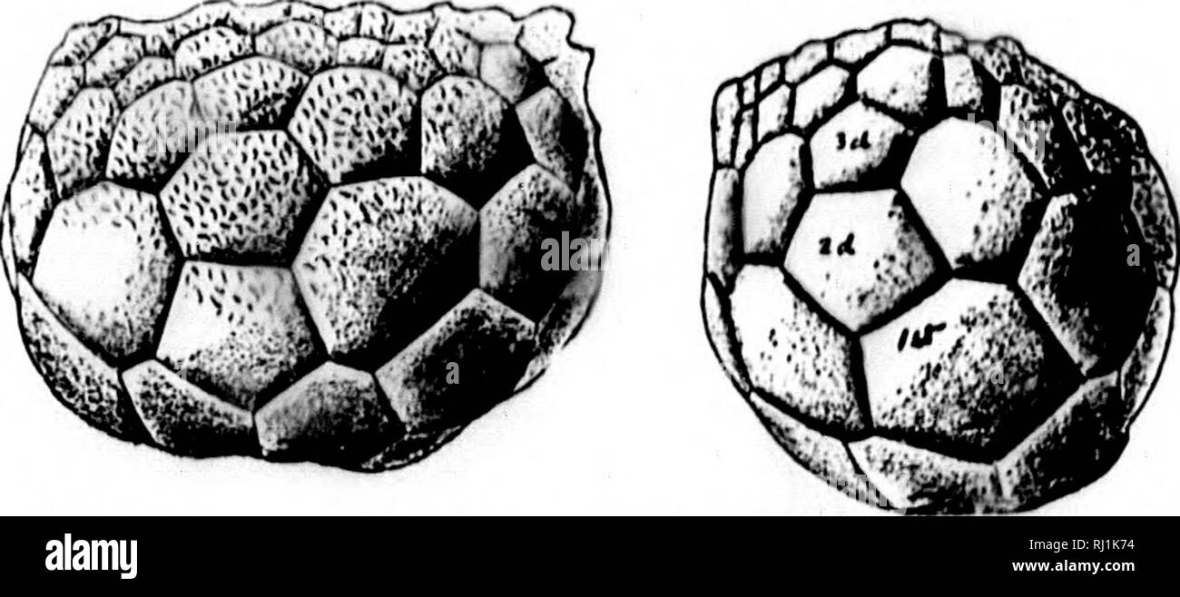 . North American geology and palaeontology for the use of amateurs ...