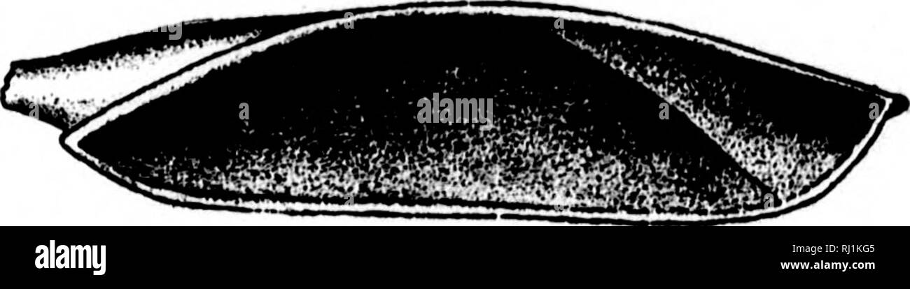 Lobed circular Black and White Stock Photos & Images - Alamy