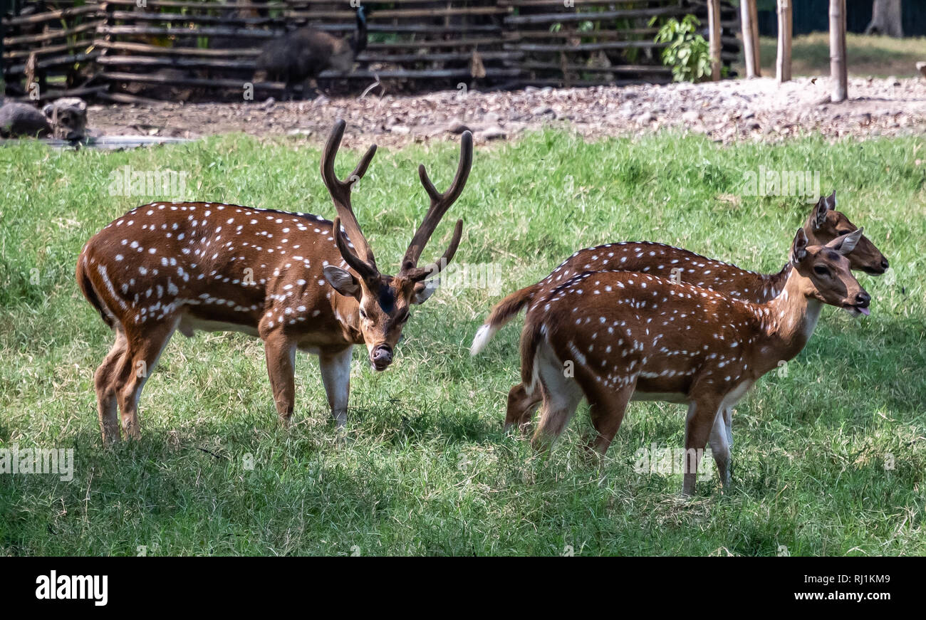 Guatemala uae hi-res stock photography and images - Alamy