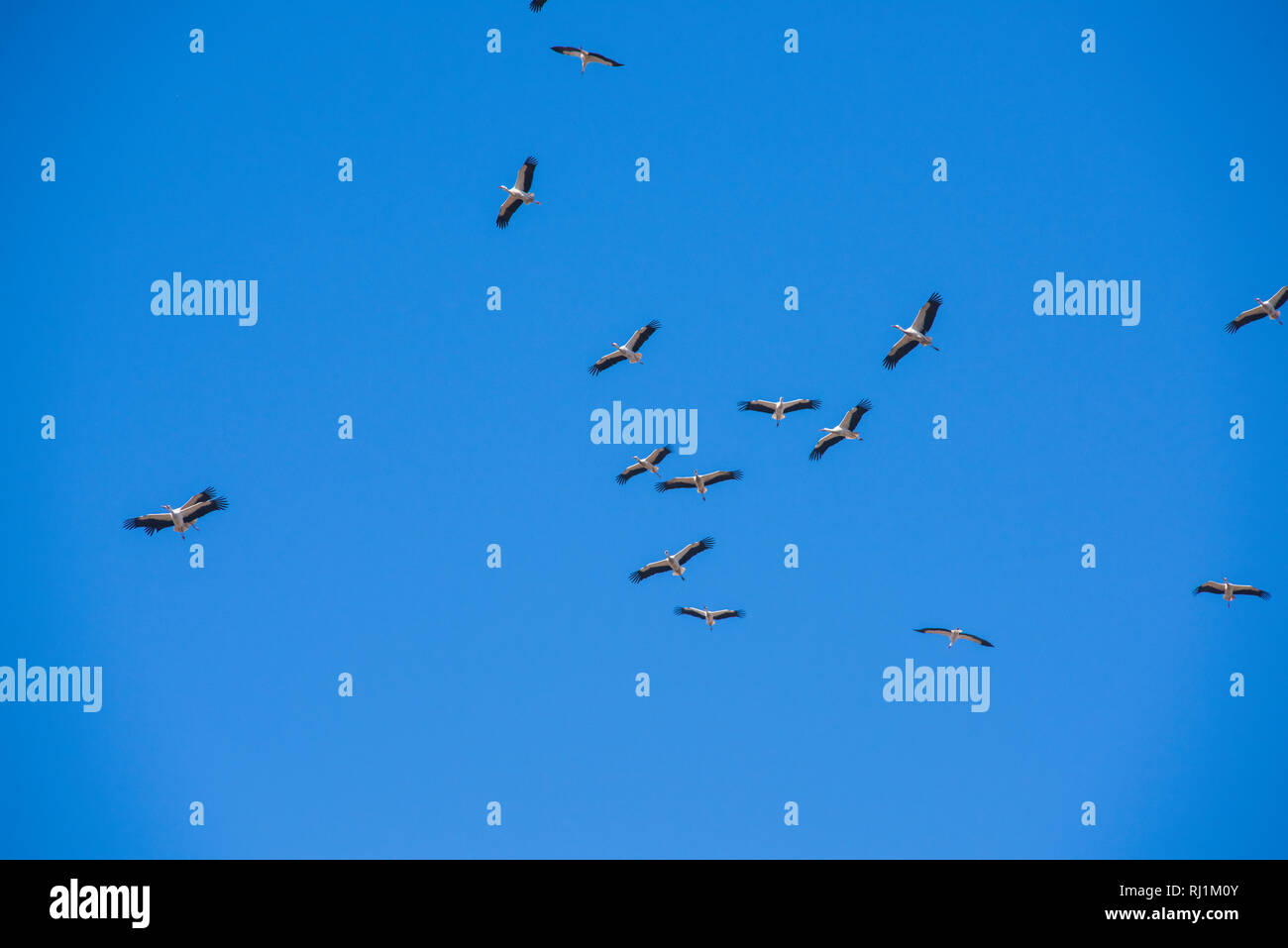 Stork flock hi-res stock photography and images - Alamy