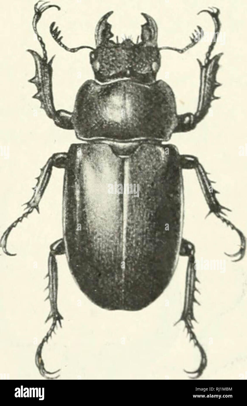 "Indian forest insects of economic importance. Coleoptera" (1914 Stock ...