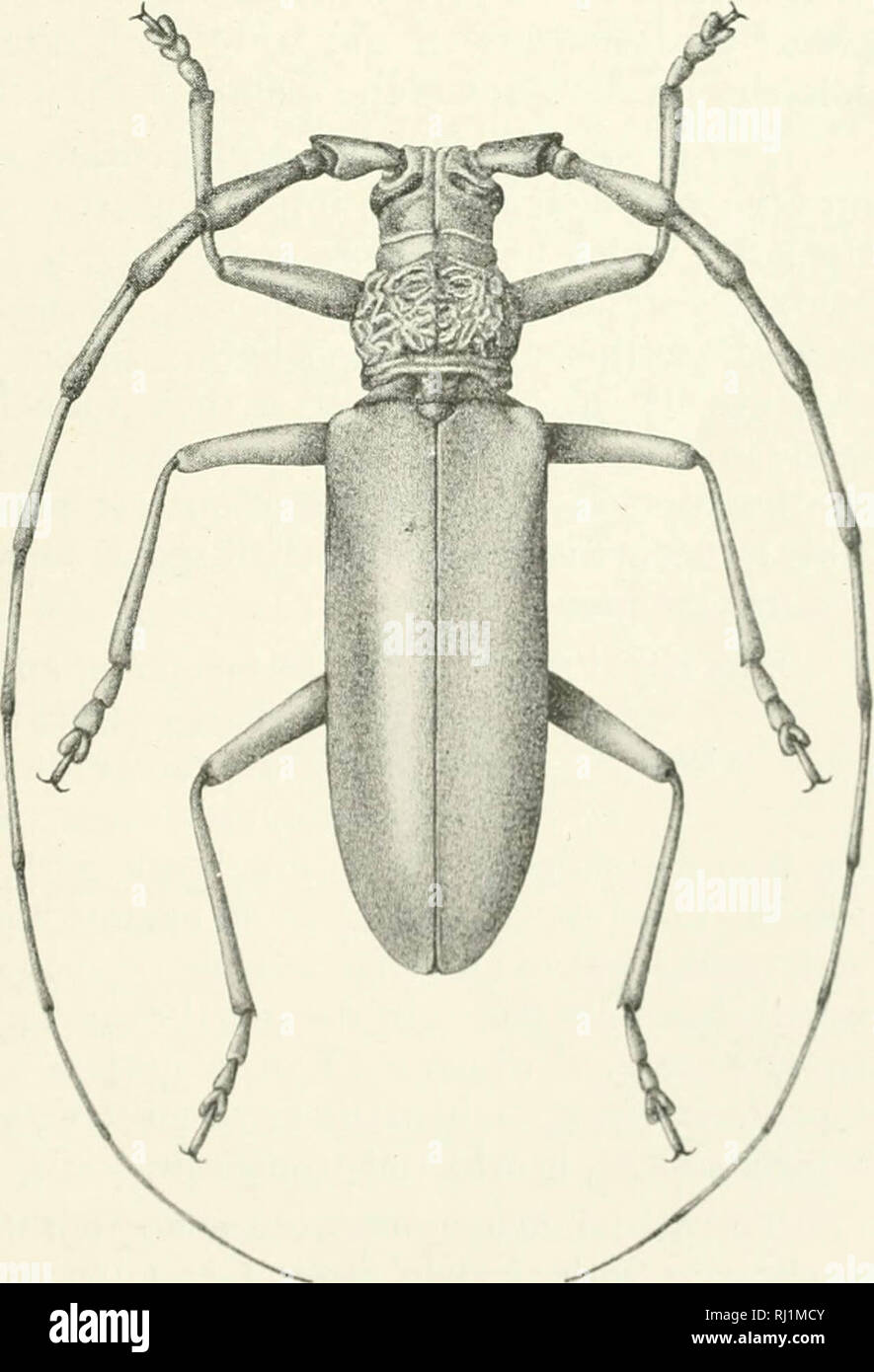 "Indian forest insects of economic importance. Coleoptera" (1914 Stock ...