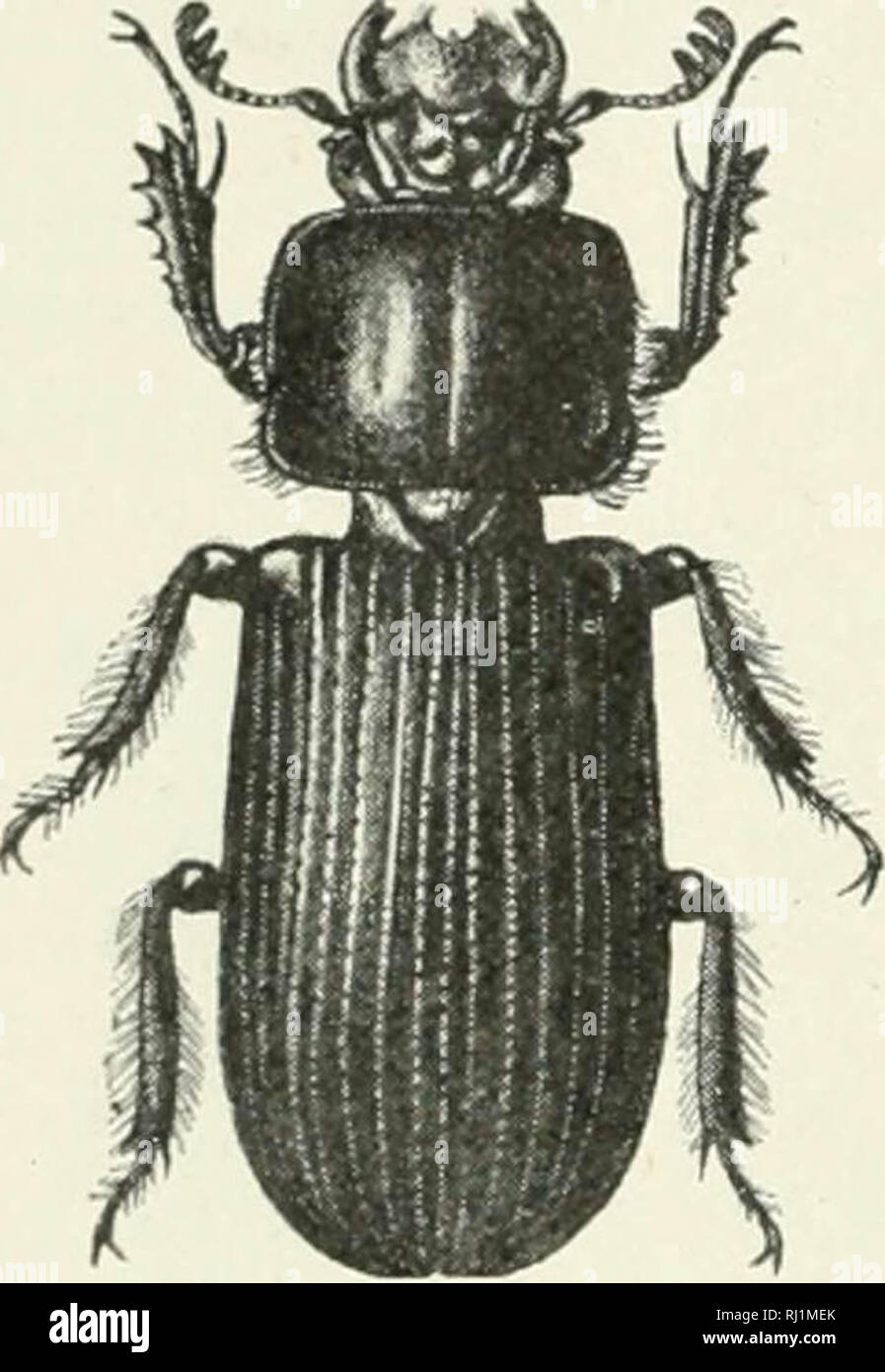 "Indian forest insects of economic importance. Coleoptera" (1914 Stock ...