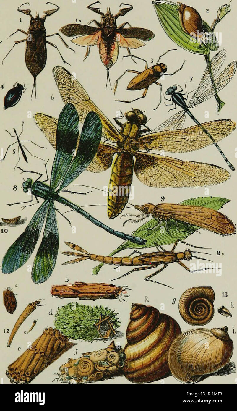 "The common objects of the country" (1894 Stock Photo - Alamy