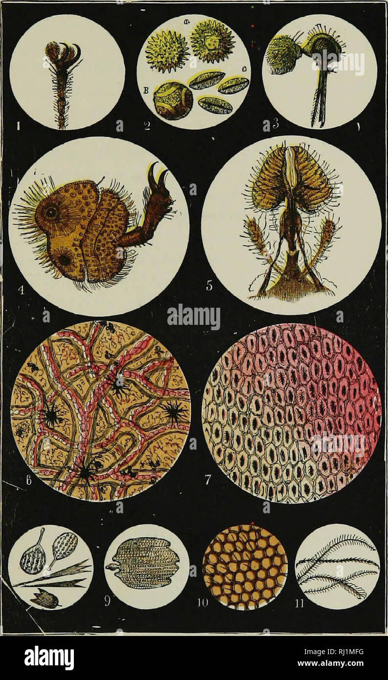 "The common objects of the country" (1894 Stock Photo - Alamy