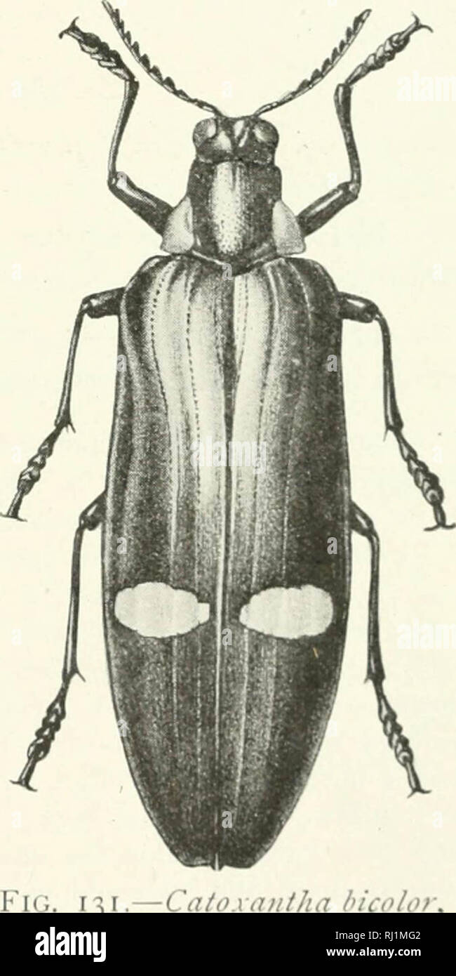 Indian forest insects economic importance hi-res stock photography and ...